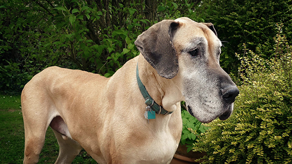 Great Dane Dog In The Garden, Stock Footage | VideoHive