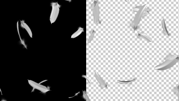 Flying Feathers, Motion Graphics | VideoHive