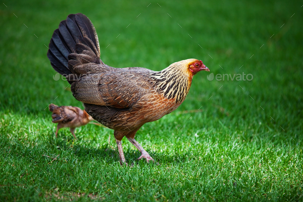 Chiken Stock Photo by Galyna_Andrushko | PhotoDune
