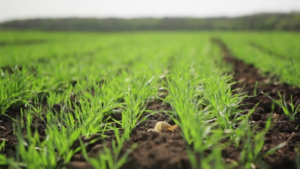 Field With Sprouted Barley, Stock Footage | VideoHive