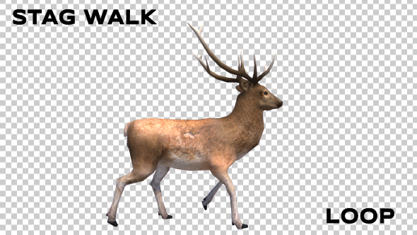 Stag Walk Animation, Motion Graphics | VideoHive