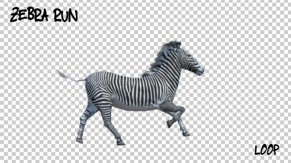 3D Zebra Run Animation, Motion Graphics | VideoHive