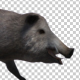 Wild Boar, Motion Graphics | VideoHive