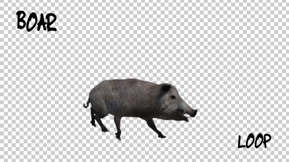Wild Boar, Motion Graphics | VideoHive