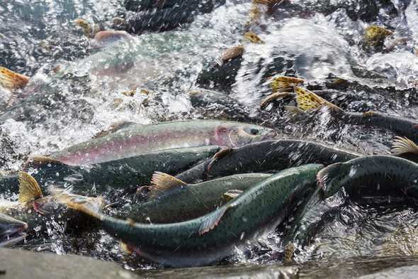 Spawning salmon Stock Photo by Galyna_Andrushko | PhotoDune