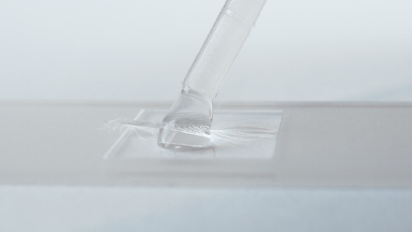 Scientist Dripping a Drop of Water for Microscope Preparation, Stock ...