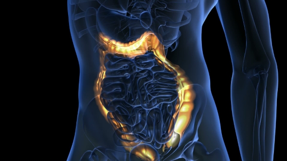 Anatomy Scan of Human Colon, Motion Graphics | VideoHive
