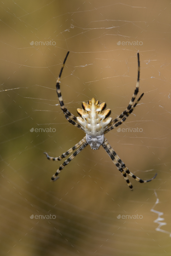 Araña (Argiope lobata) - Spider (Argiope lobata) Stock Photo by viledevil