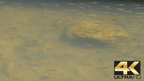 Fresh Water Fish Brood, Stock Footage | VideoHive