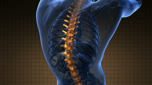 Backache in Back Bones, Motion Graphics | VideoHive
