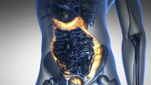 Anatomy Scan of Human Colon, Motion Graphics | VideoHive