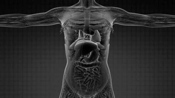 Anatomy Tomography Scan of Human Body, Motion Graphics | VideoHive