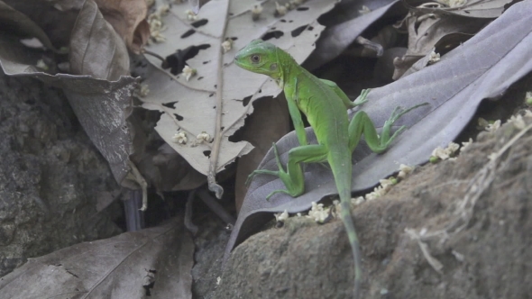 Green Lizard Escaping in Super, Stock Footage | VideoHive