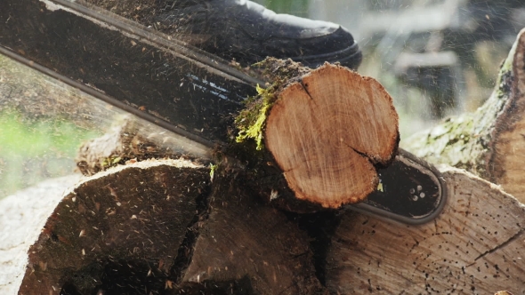 The Woodcutter Cuts Off a Small Tree Trunk, Stock Footage | VideoHive