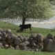 Cow Is Scratching Itself at a Tree, Stock Footage | VideoHive
