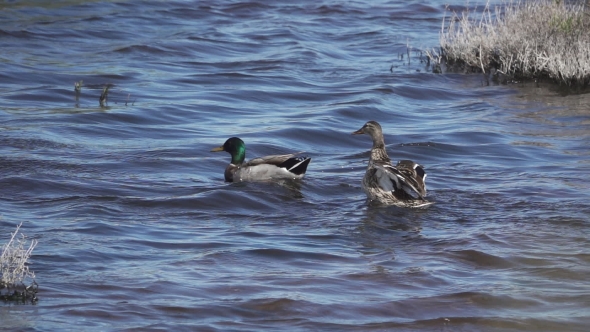 Male Duck Stands and Flaps Wings Behind Female, Stock Footage | VideoHive