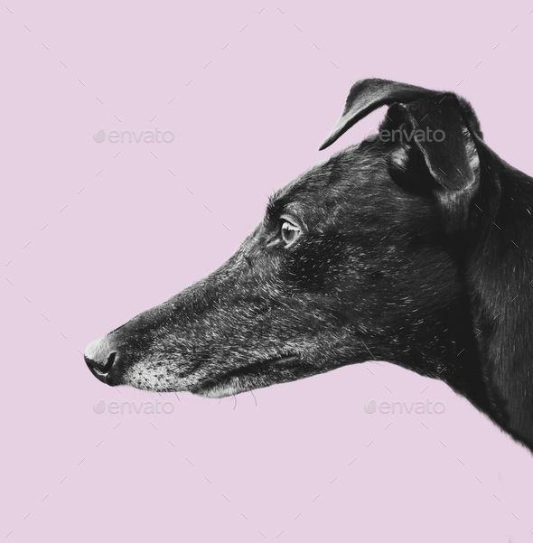 Greyhound Profile Design Stock Photo by mrdoomits | PhotoDune