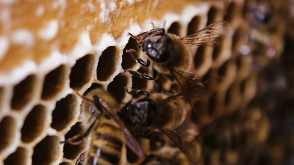 Bees Collect Nectar. Beehive in the Apiary, Stock Footage | VideoHive