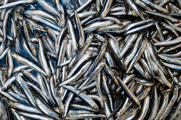 Small sardines fish background on the market Stock Photo by martinm303
