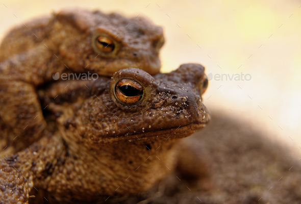 Portrait of the female the common toad Stock Photo by tomek61 | PhotoDune