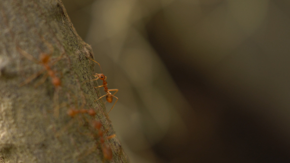 Ant Moving, Stock Footage | VideoHive