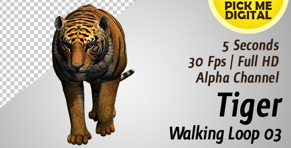 Tiger Walking Loop 03, Motion Graphics | VideoHive