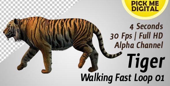 Tiger Walking Fast Loop 01, Motion Graphics | VideoHive