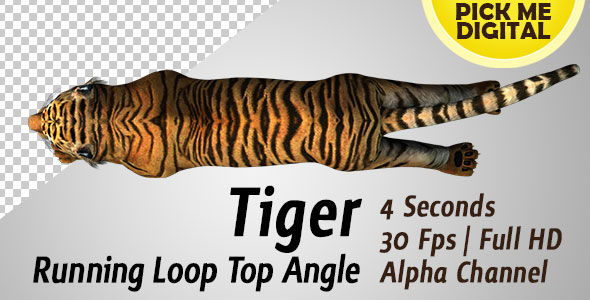 Tiger Running Loop Top Angle, Motion Graphics | VideoHive