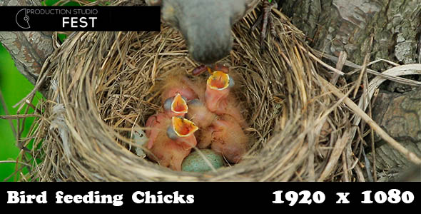 Bird Feeding Chicks, Stock Footage | VideoHive