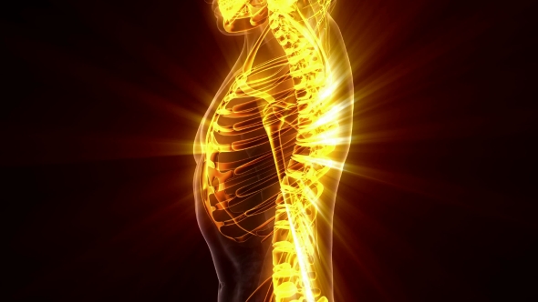Human Body with Visible Skeletal Bones, Motion Graphics | VideoHive