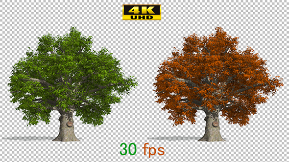 Oak Autumn Tree Animation, Motion Graphics | VideoHive