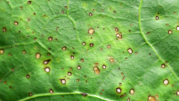 A Green Leaf Waving Slowly, Stock Footage | VideoHive