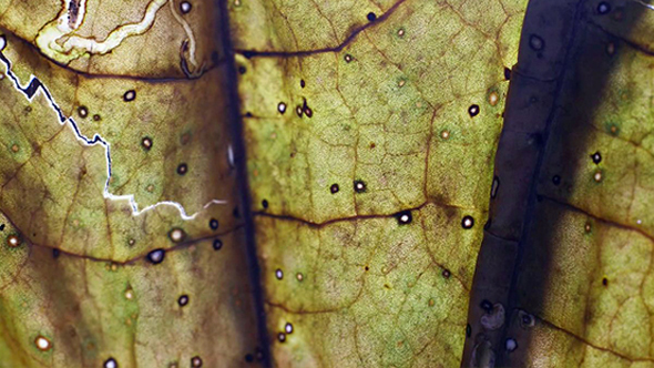 A Green Leaf Waving Slowly, Stock Footage | VideoHive