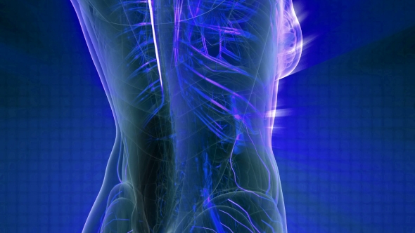 Human Body with Glow Blood Vessels, Motion Graphics | VideoHive