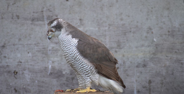 Hawk, Stock Footage | VideoHive