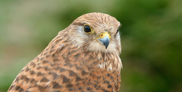 Little Falcon, Stock Footage | VideoHive