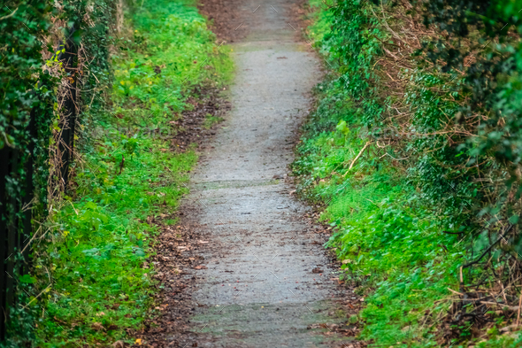 Green pathway in a park Stock Photo by pawopa3336 | PhotoDune