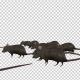 Rats Running, Motion Graphics | VideoHive