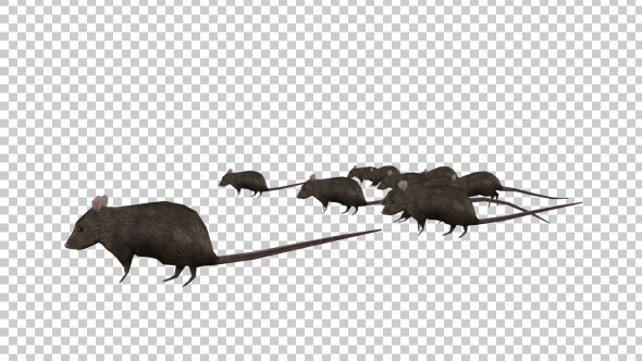 Rats Running, Motion Graphics | VideoHive