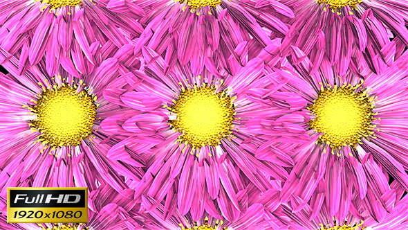 Flowers Loop Background, Motion Graphics | VideoHive