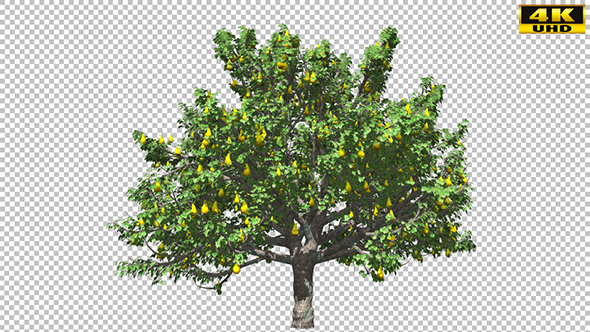 Pear Tree, Motion Graphics | VideoHive