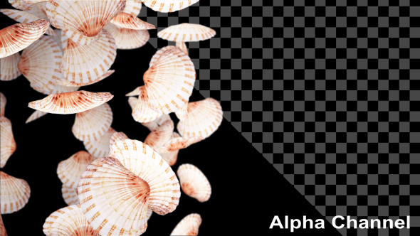 Shell, Motion Graphics | VideoHive