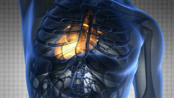 Anatomy Scan of Human Heart, Motion Graphics | VideoHive