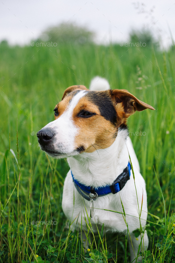 Dog in field Stock Photo by KonstantinKolosov | PhotoDune