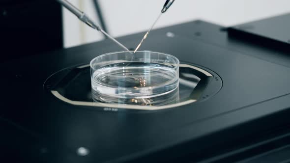 Microscope with Egg Cells Being Put Under It for Fertilization, Stock ...