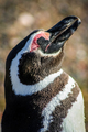 Photo of Little penguin in a spherical snow globe | Free christmas images