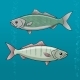 Common Dace. Vector Illustration by Roxiller | GraphicRiver