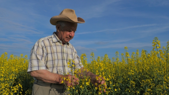 Old Farmer in the Field To Check the Quality and Ripening of the Crop ...