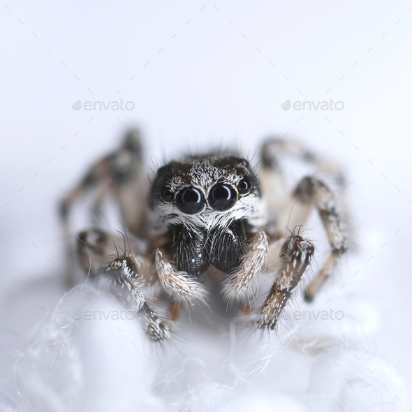 Cute little jumping spider Stock Photo by Anterovium | PhotoDune