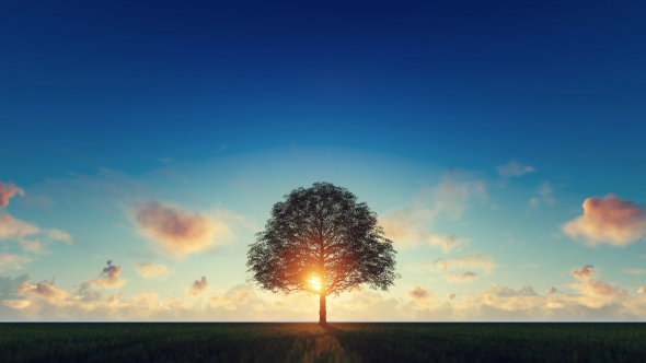 Tree and Nature, Motion Graphics | VideoHive